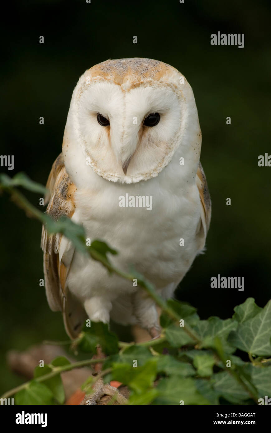 Owl bird prey hi-res stock photography and images - Alamy