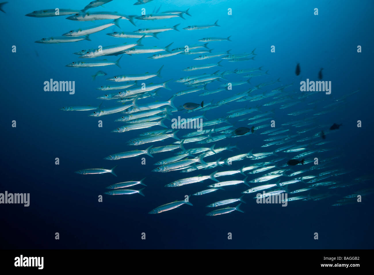 Schooling Yellowtail Barracuda Sphyraena flavicauda German Channel ...