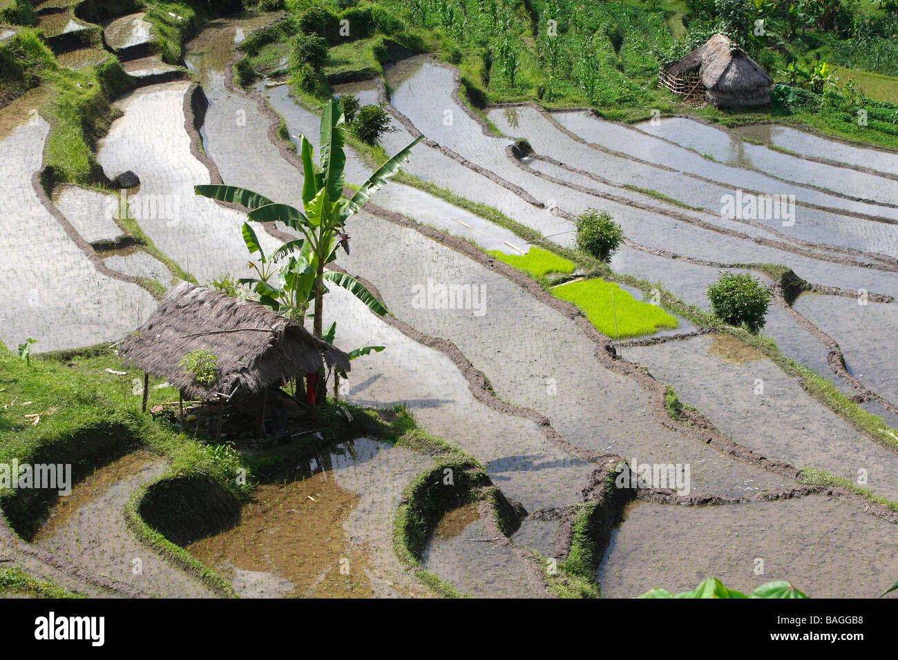 Rice terraces near sidemen hi-res stock photography and images - Alamy