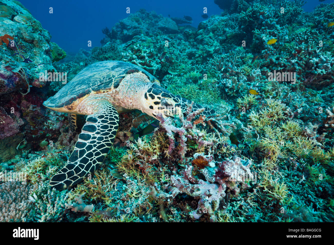 Turtle food chain hi-res stock photography and images - Alamy
