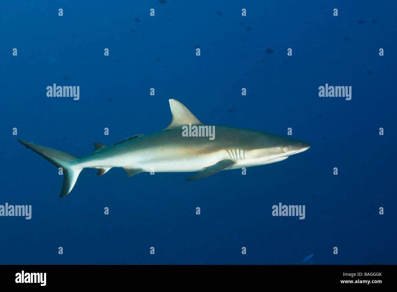 Grey Reef Shark Carcharhinus amblyrhynchos Blue Corner Micronesia Palau ...