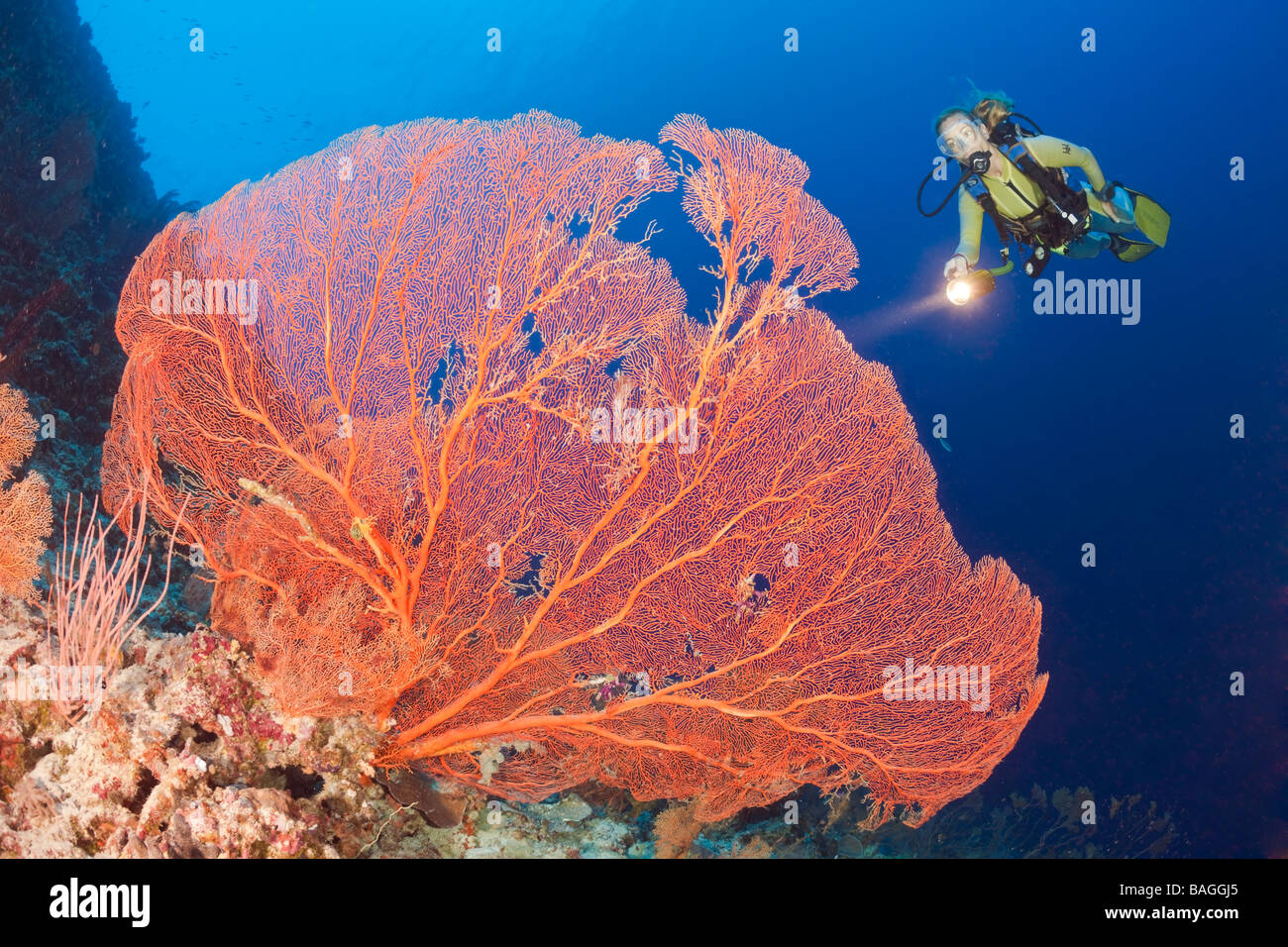 Scuba diver and Coral Reef with Sea Fan Melithaea Peleliu Wall ...