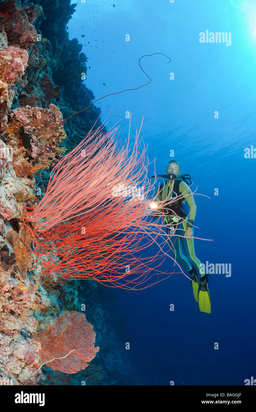 Reef wall diving hi-res stock photography and images - Alamy