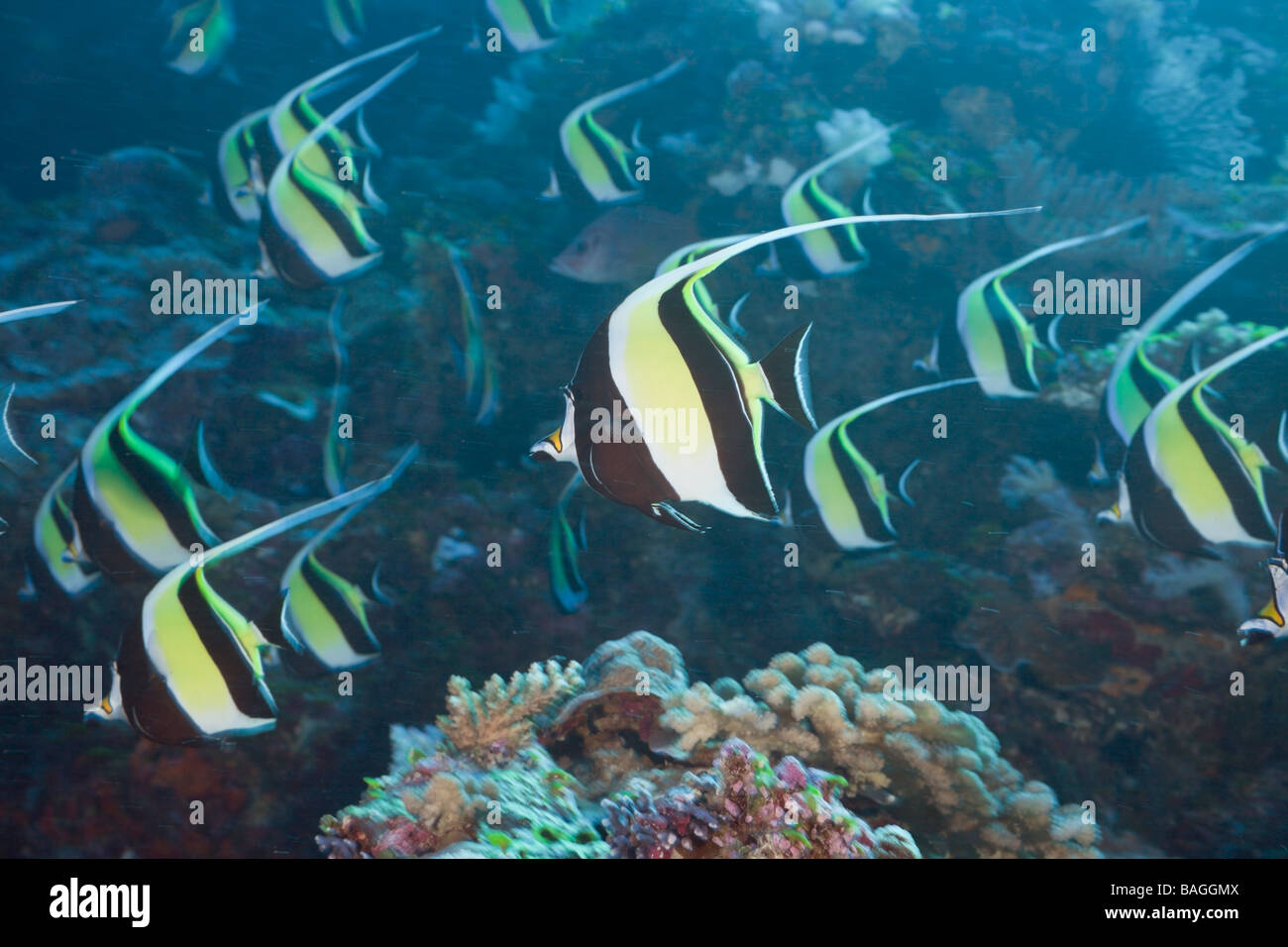 Pennant coral fish hi-res stock photography and images - Alamy