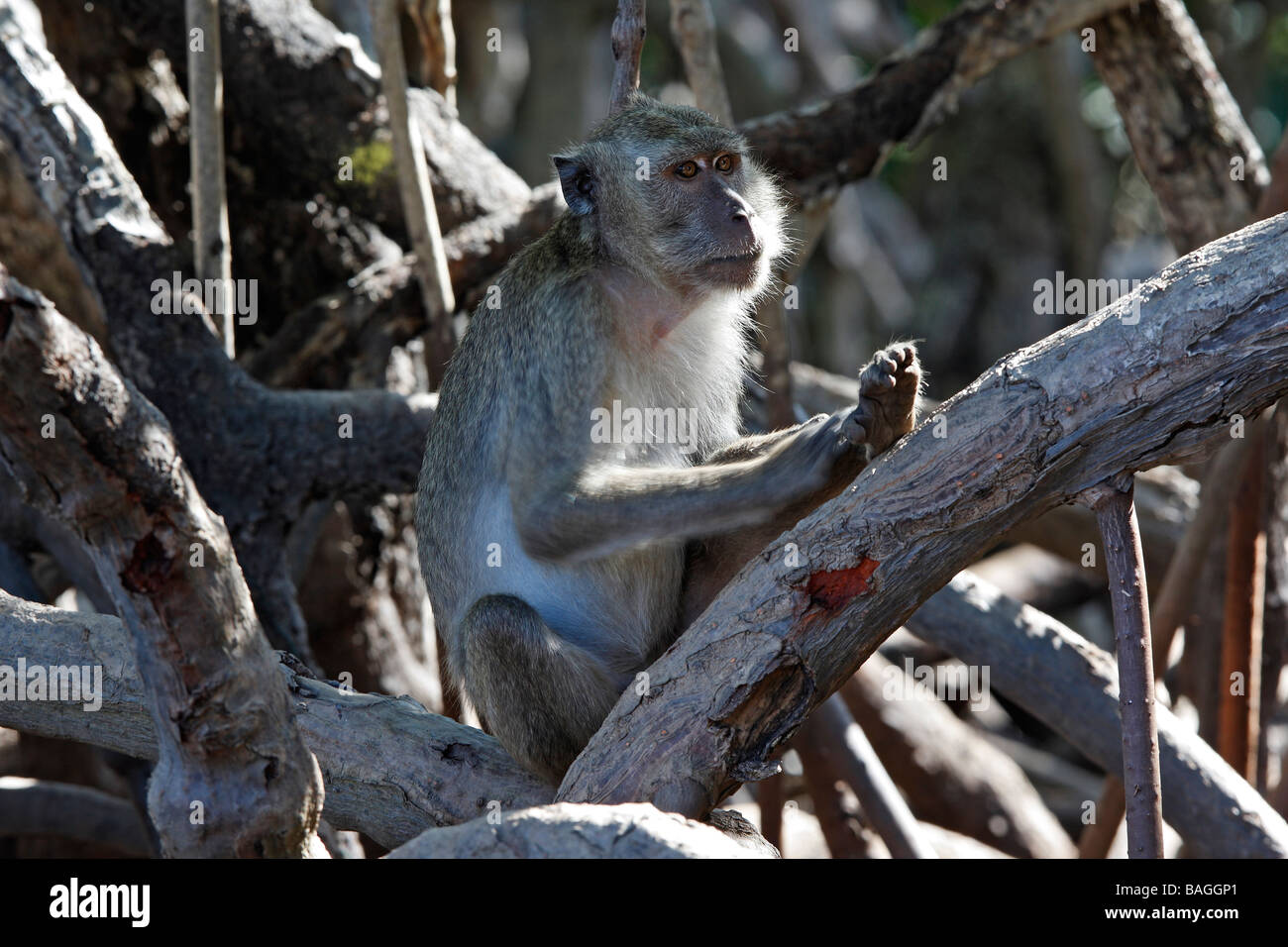Long-tailed Macaque, Crab-eating Macaque (Macaca fascicularis, Macaca ...