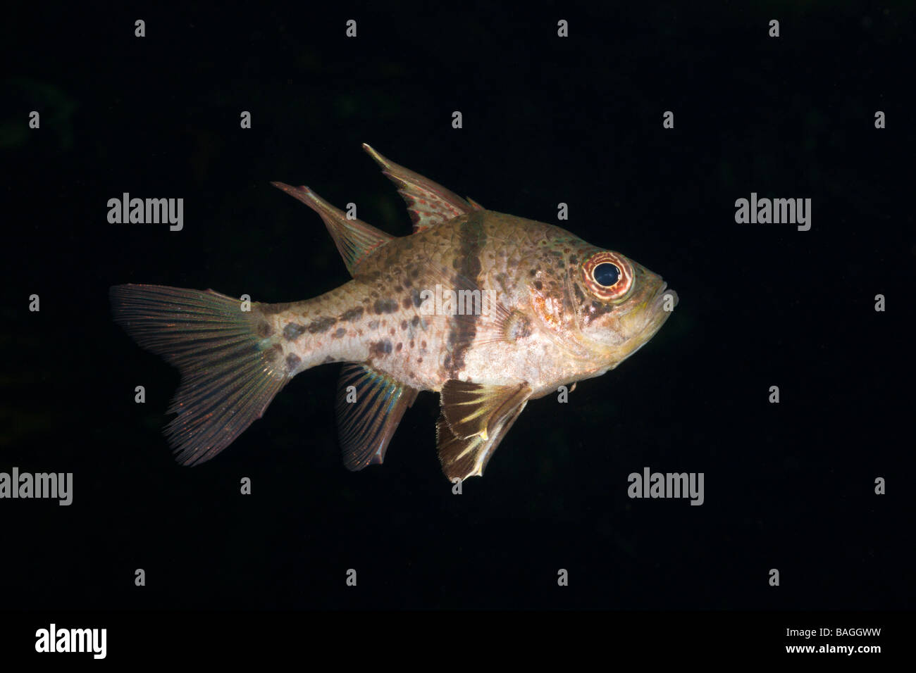 Orbiculated Cardinalfish Sphaeramia orbicularis Jellyfish Lake ...