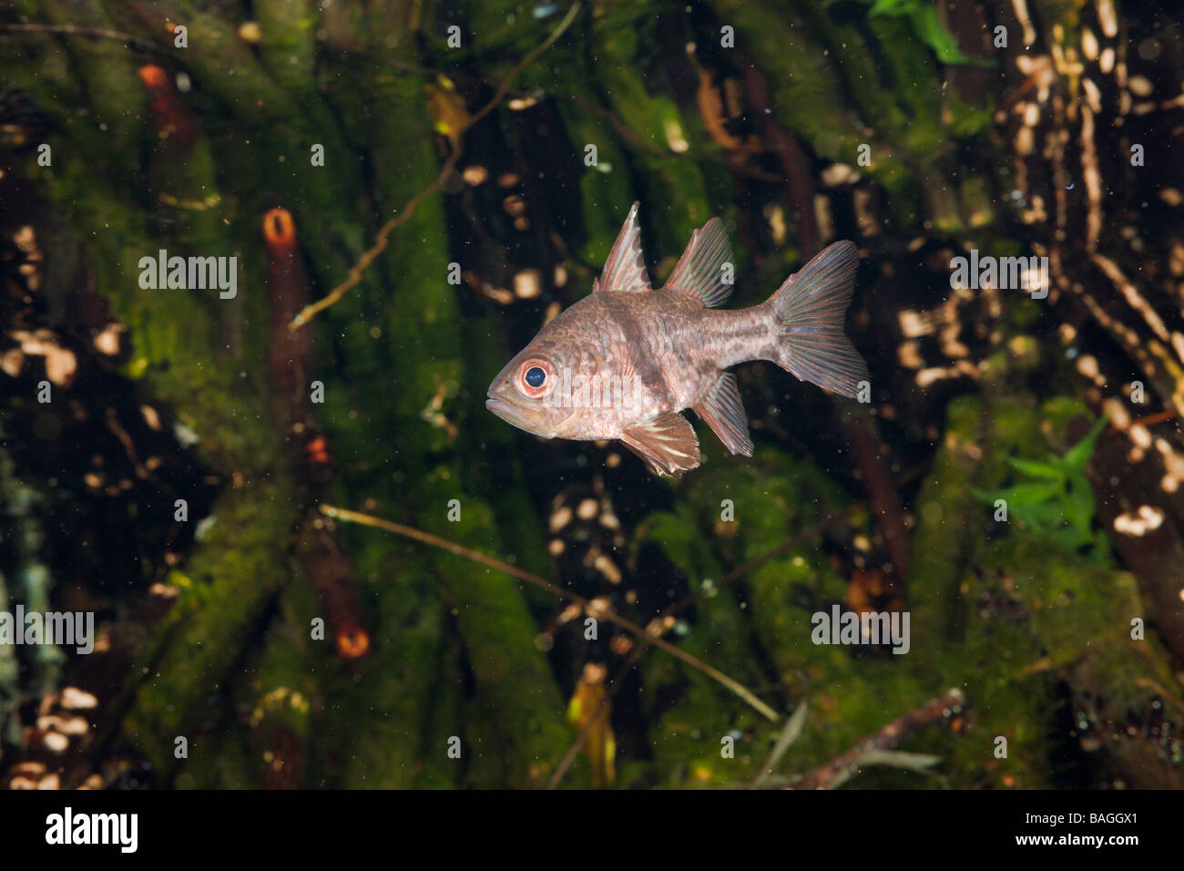 Orbiculated Cardinalfish Sphaeramia orbicularis Jellyfish Lake ...