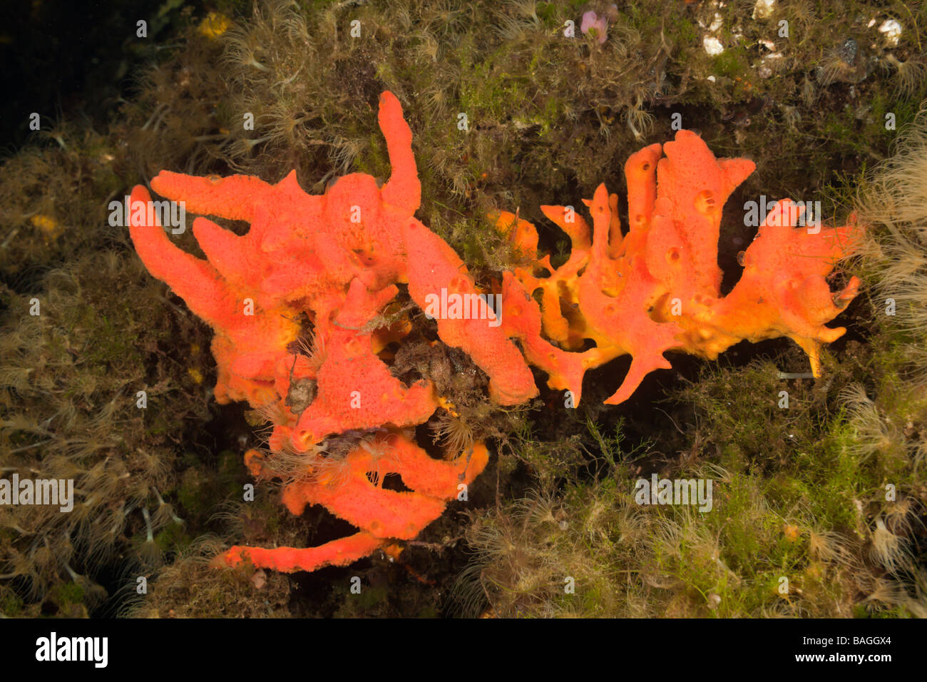 Red sea sponge hi-res stock photography and images - Alamy
