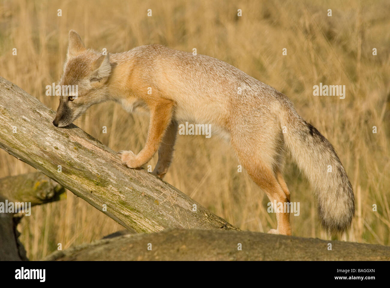 Corsac fox hi-res stock photography and images - Alamy