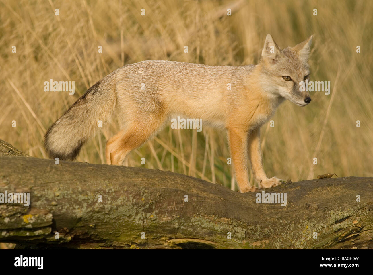 Corsac fox hi-res stock photography and images - Alamy