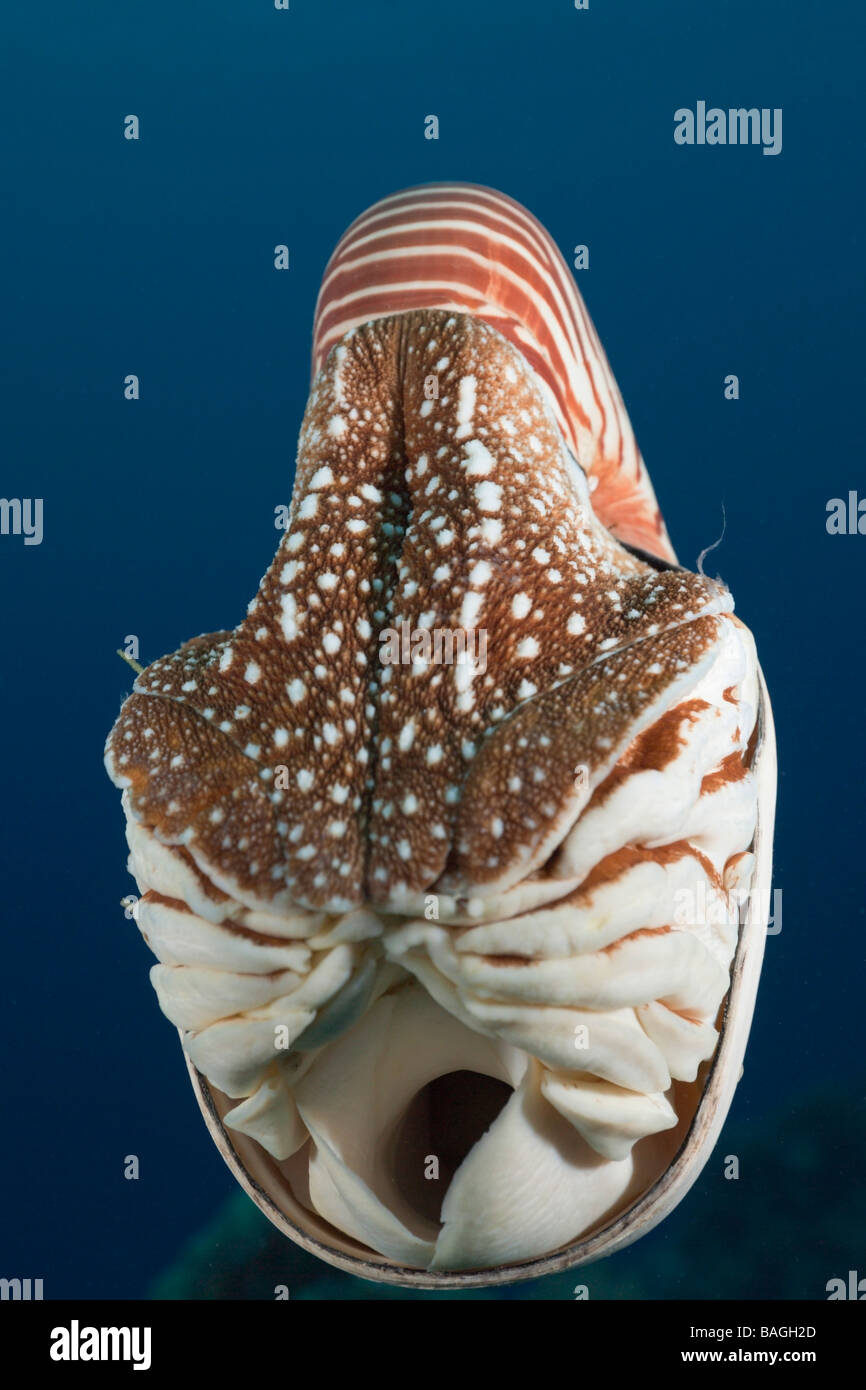 Chambered Nautilus Nautilus belauensis Micronesia Palau Stock Photo - Alamy