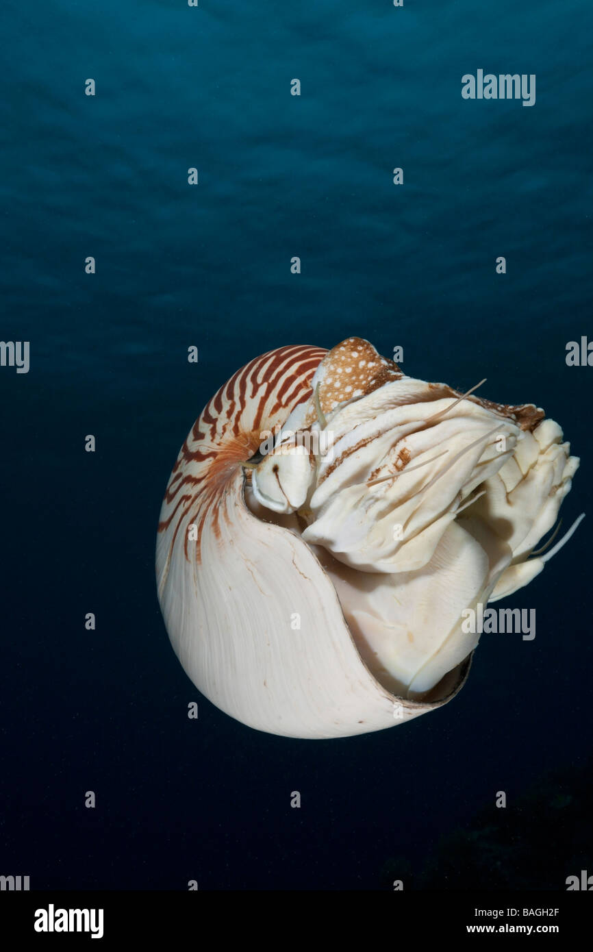 Chambered Nautilus Nautilus belauensis Micronesia Palau Stock Photo - Alamy