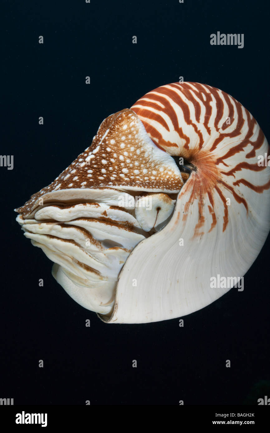 Chambered Nautilus Nautilus belauensis Micronesia Palau Stock Photo - Alamy