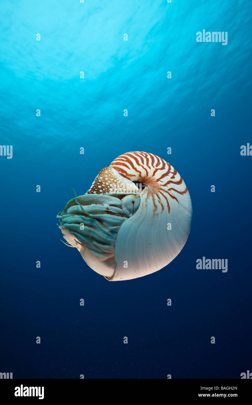 Chambered Nautilus Nautilus belauensis Micronesia Palau Stock Photo - Alamy