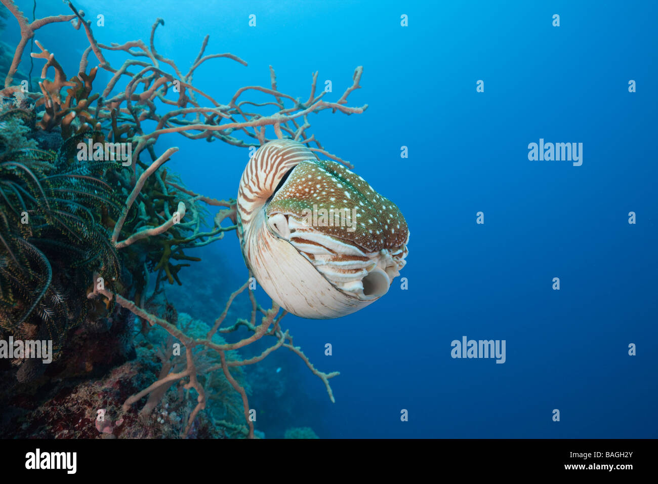 Chambered Nautilus Nautilus belauensis Micronesia Palau Stock Photo - Alamy