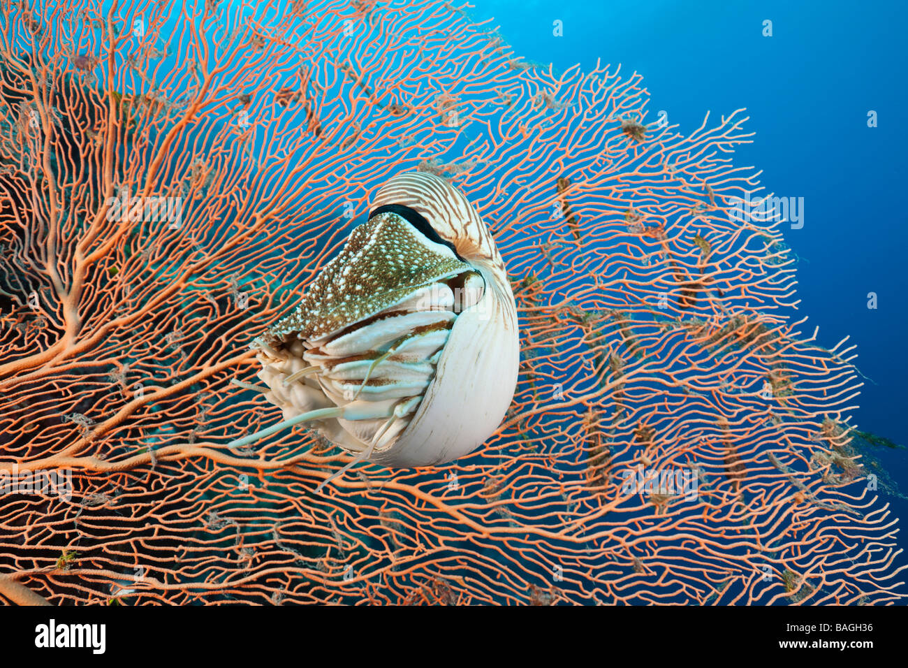 Chambered Nautilus Nautilus belauensis Micronesia Palau Stock Photo - Alamy