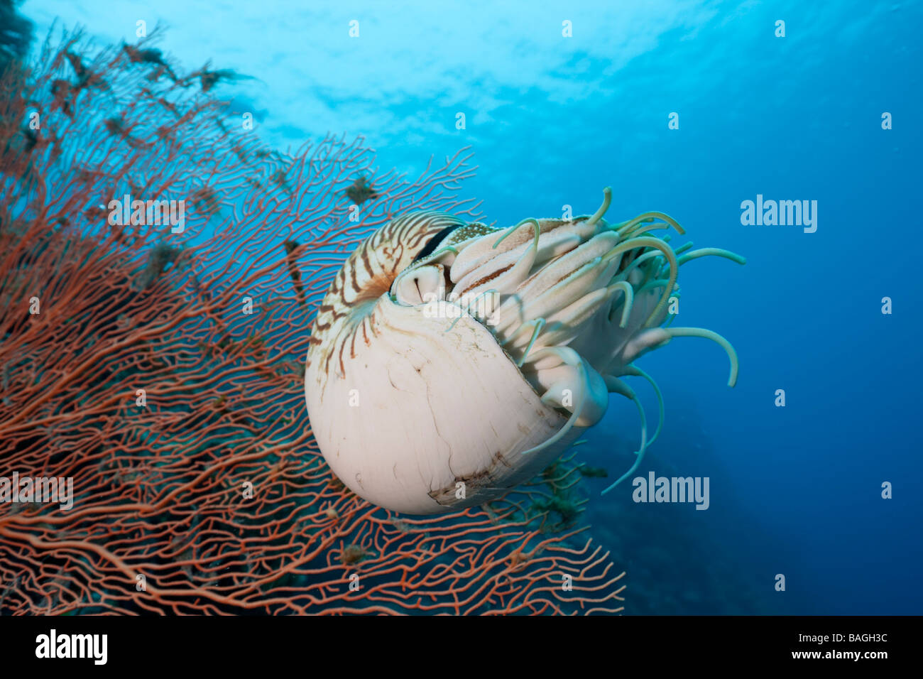 Chambered Nautilus Nautilus belauensis Micronesia Palau Stock Photo - Alamy