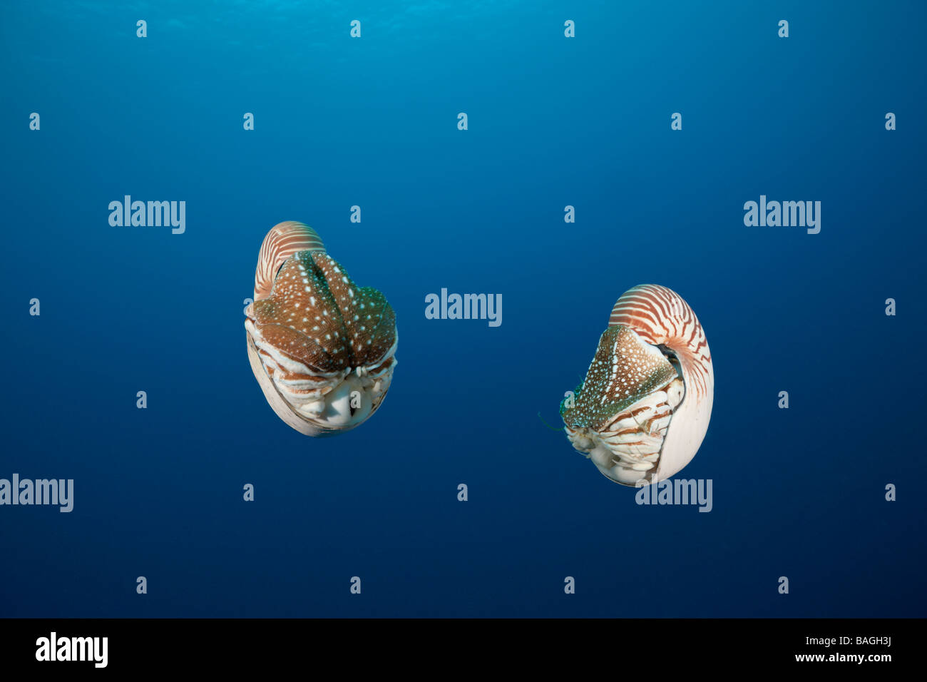 Pair Chambered Nautilus Nautilus belauensis Micronesia Palau Stock ...