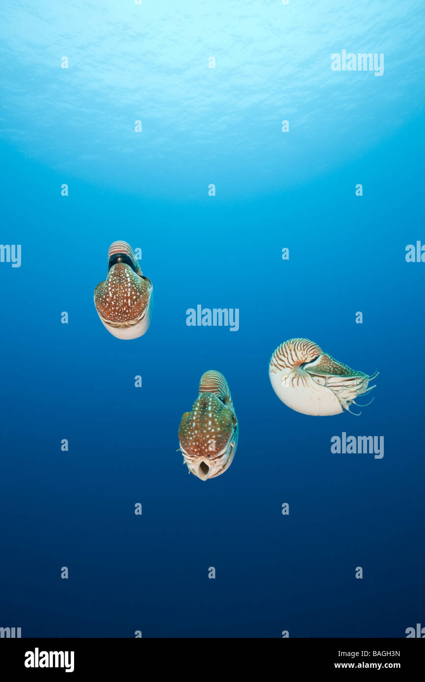 Group of Chambered Nautilus Nautilus belauensis Micronesia Palau Stock ...