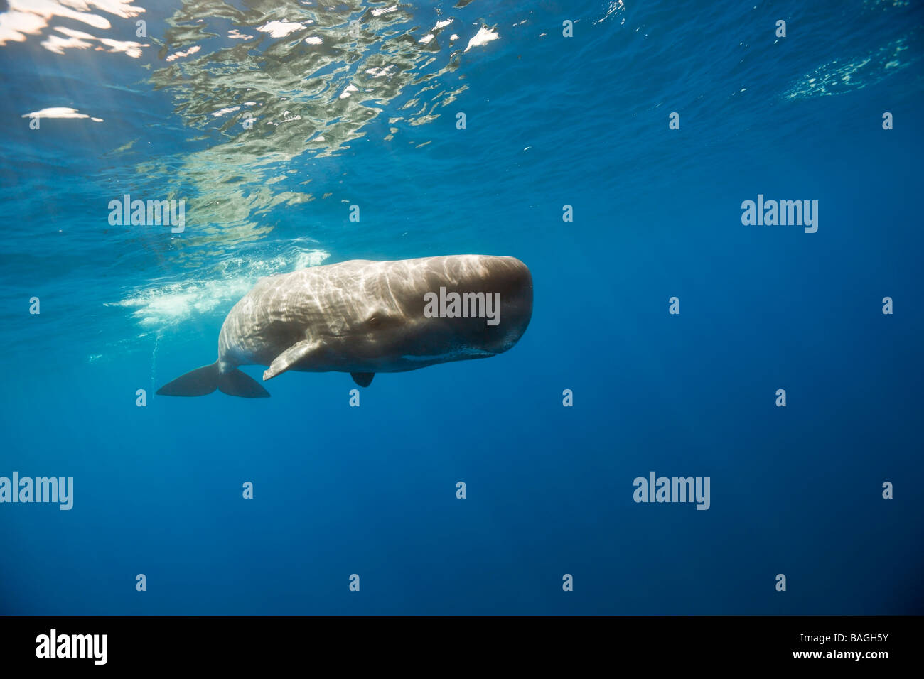 Sperm Whale Physeter catodon Lesser Antilles Caribbean Dominica Stock ...