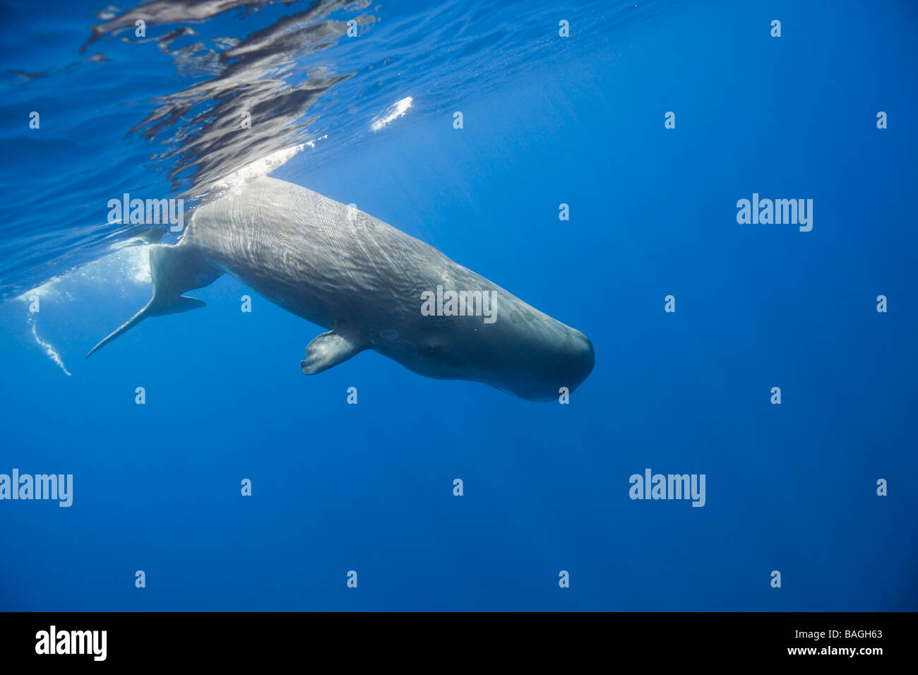 Sperm Whale Physeter catodon Lesser Antilles Caribbean Dominica Stock ...