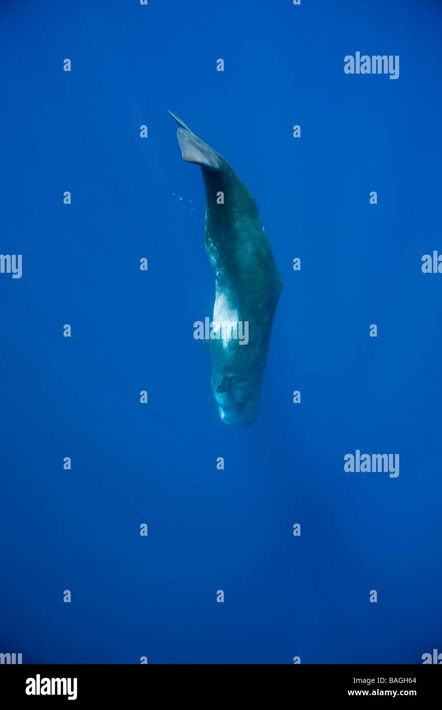 Sperm Whale Physeter catodon Lesser Antilles Caribbean Dominica Stock ...