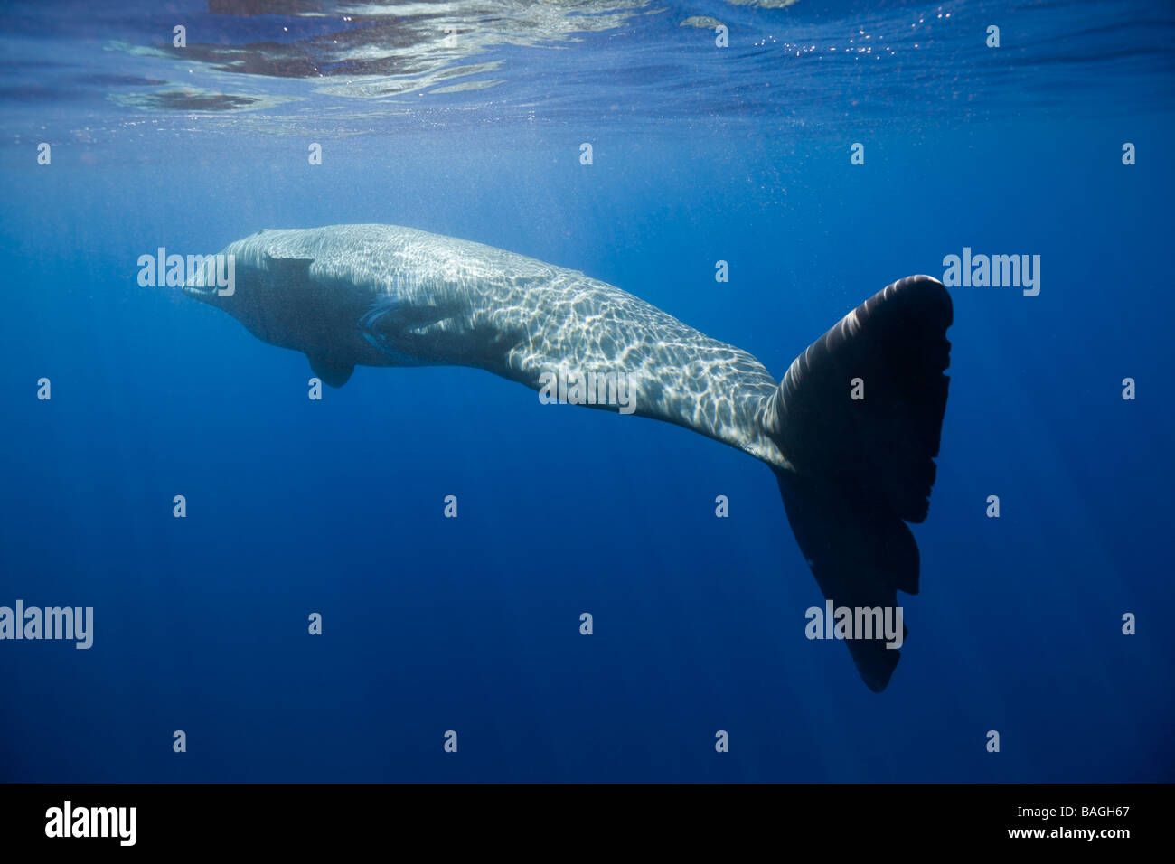 Sperm Whale Physeter catodon Lesser Antilles Caribbean Dominica Stock ...