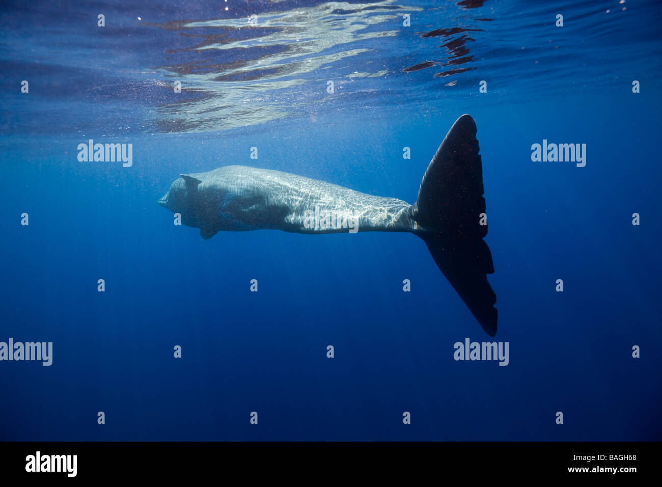 Sperm Whale Physeter catodon Lesser Antilles Caribbean Dominica Stock ...