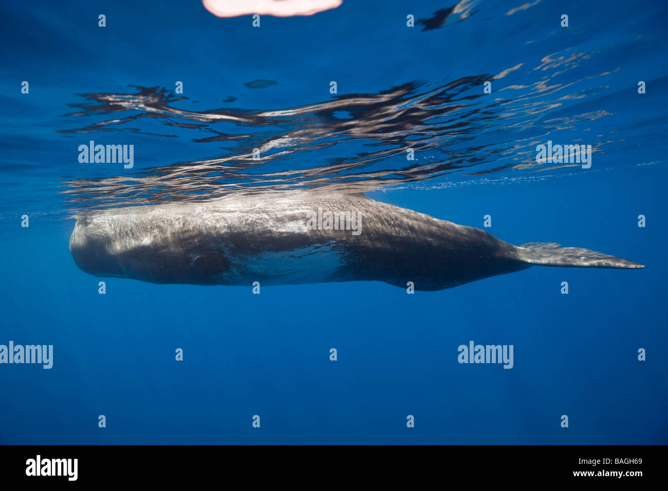 Sperm Whale Bull Physeter catodon Lesser Antilles Caribbean Dominica ...