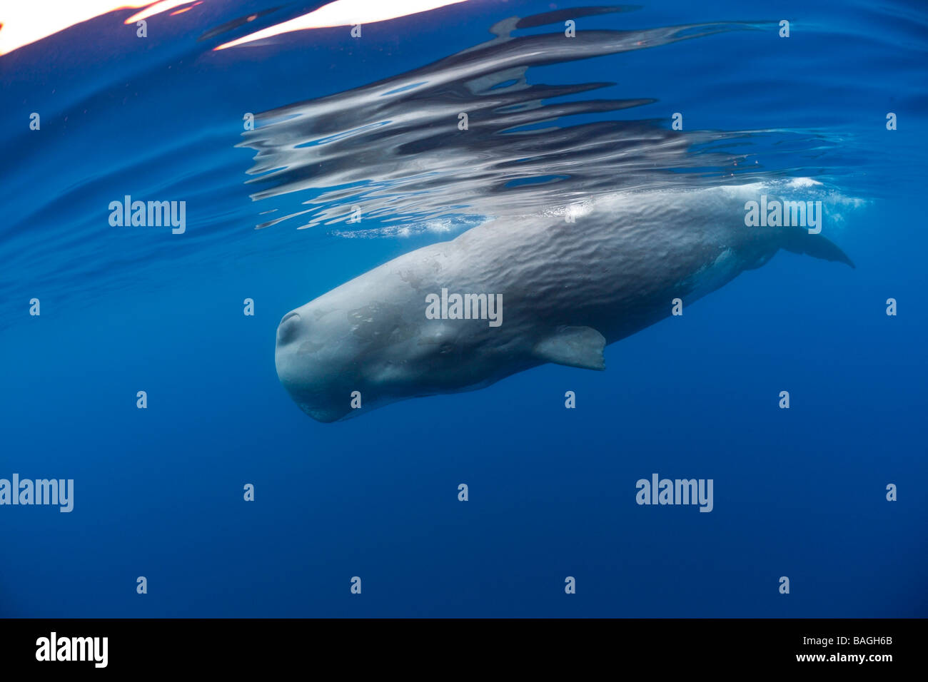 Sperm Whale Bull Physeter catodon Lesser Antilles Caribbean Dominica ...