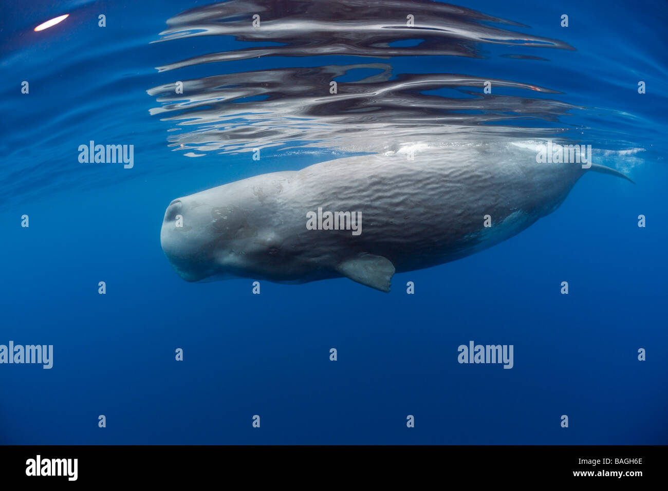Sperm Whale Physeter catodon Lesser Antilles Caribbean Dominica Stock ...