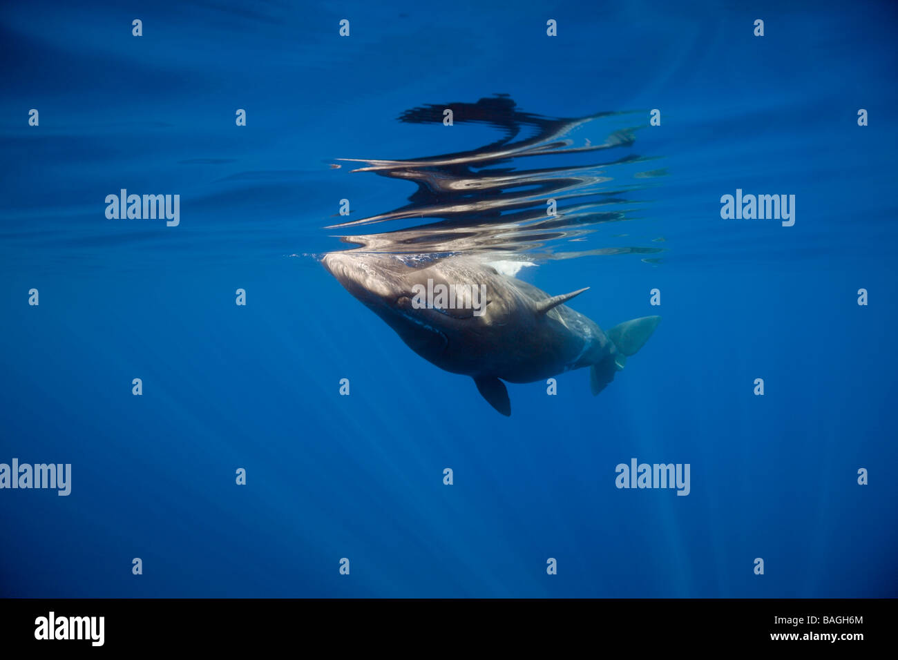 Sperm Whale Physeter catodon Lesser Antilles Caribbean Dominica Stock ...