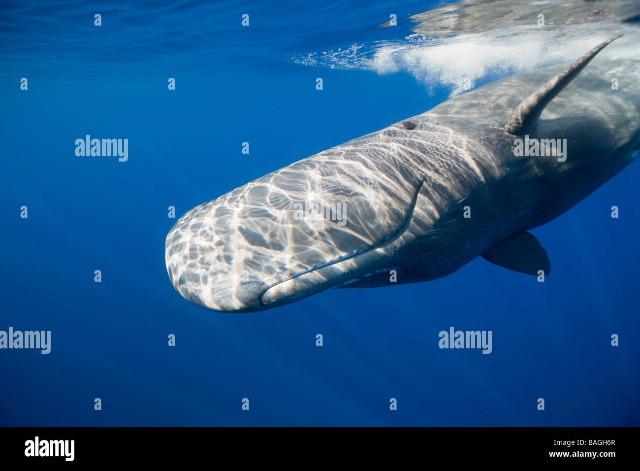 Sperm Whale Physeter catodon Lesser Antilles Caribbean Dominica Stock ...