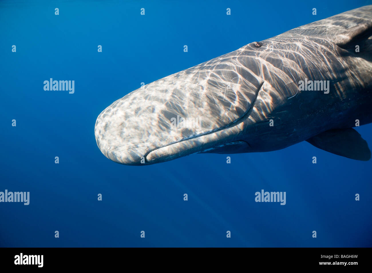 Sperm Whale Physeter catodon Lesser Antilles Caribbean Dominica Stock ...