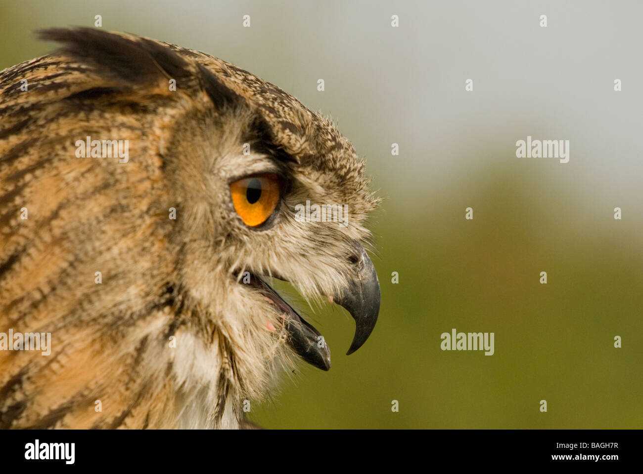 Regal owl hi-res stock photography and images - Alamy