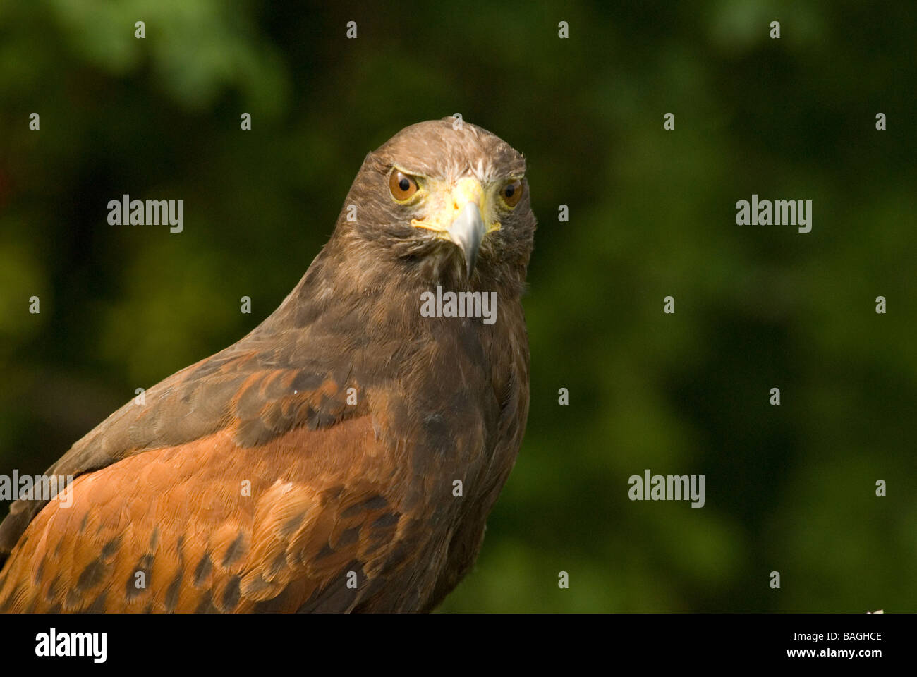 Regal hawk hi-res stock photography and images - Alamy