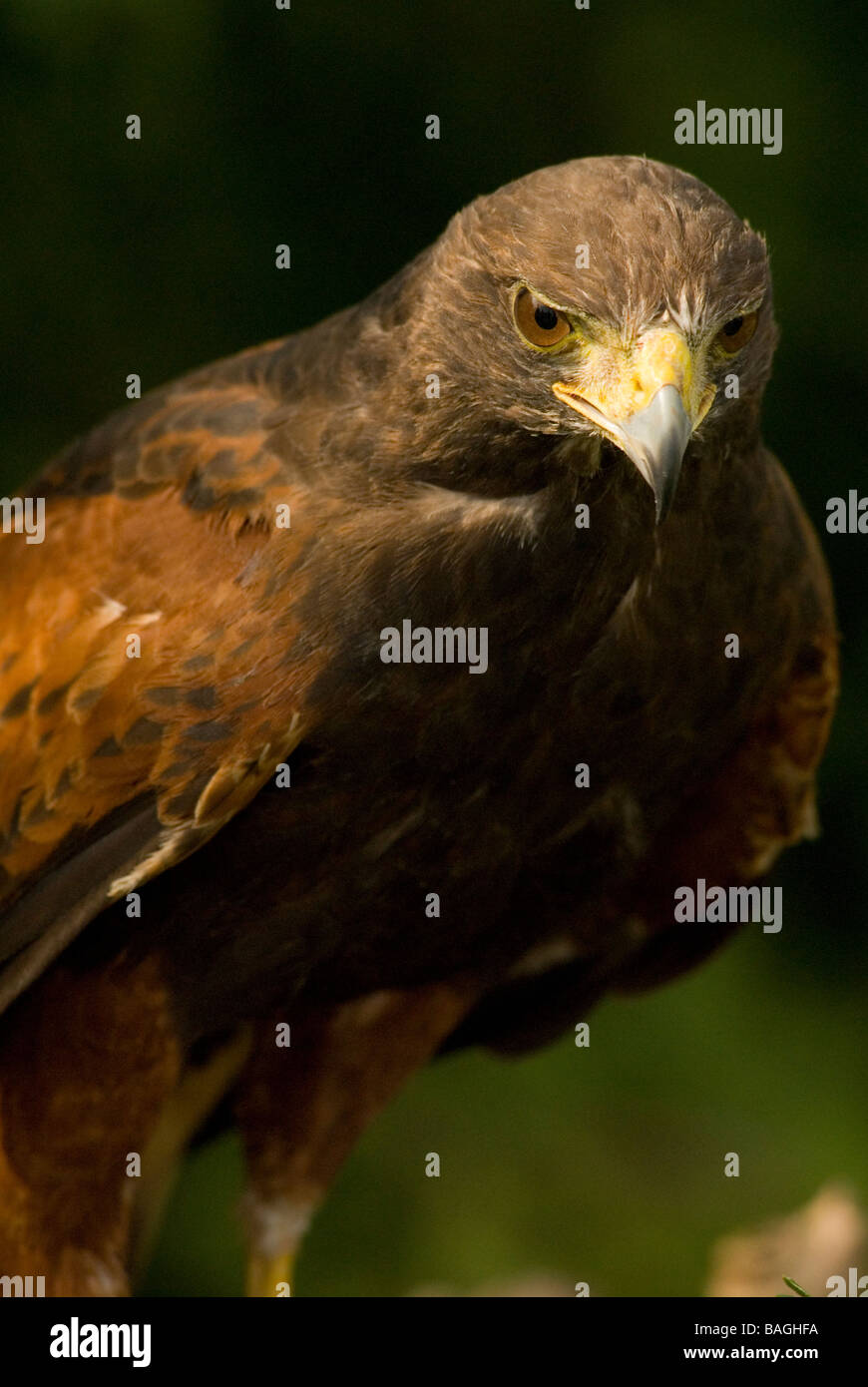 Harris hawk hunting hi-res stock photography and images - Alamy