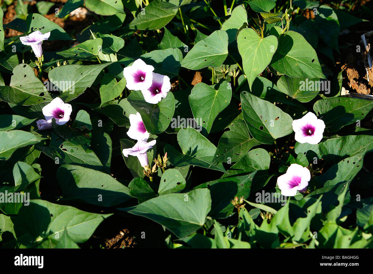 Sweet Potatoe (Ipomoea batatas), flowering Stock Photo - Alamy
