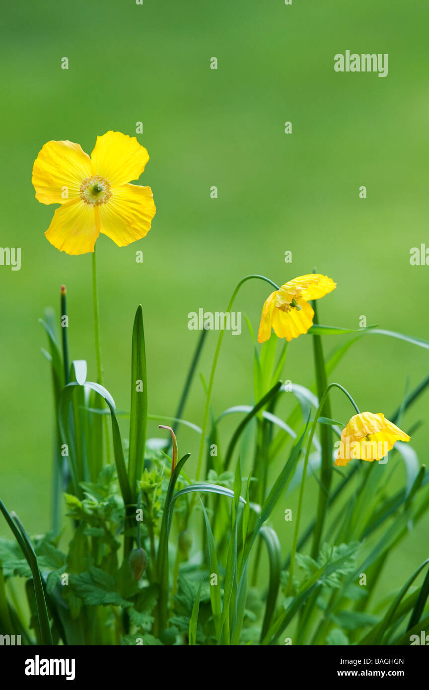 Meconopsis cambrica. Welsh Poppy flowers Stock Photo - Alamy