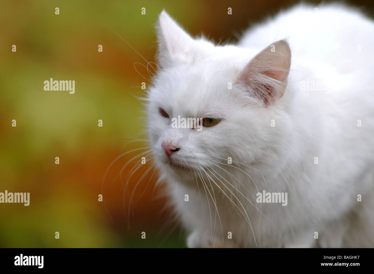 A white domestic cat Stock Photo - Alamy