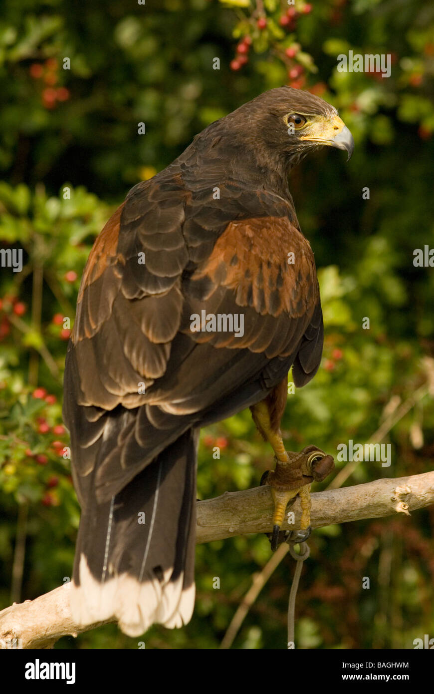 Harris hawk hunting hi-res stock photography and images - Alamy