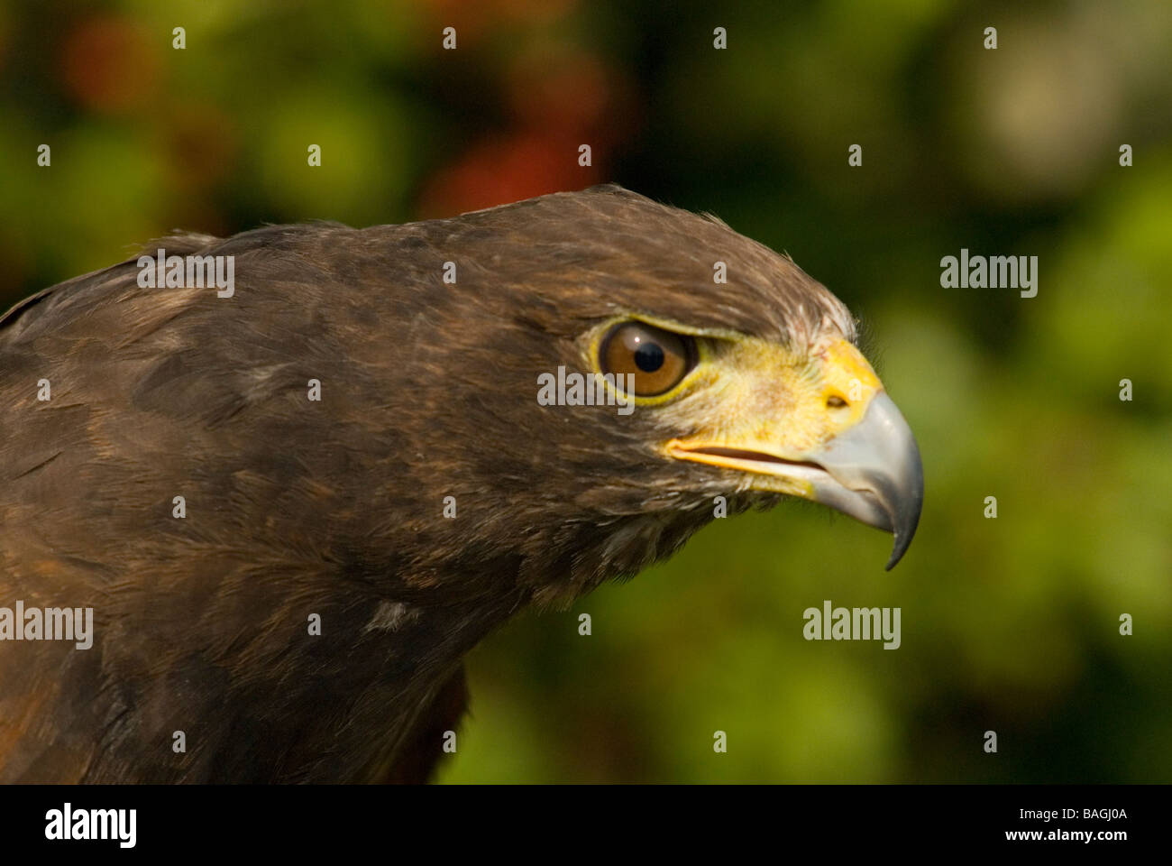 Regal hawk hi-res stock photography and images - Alamy