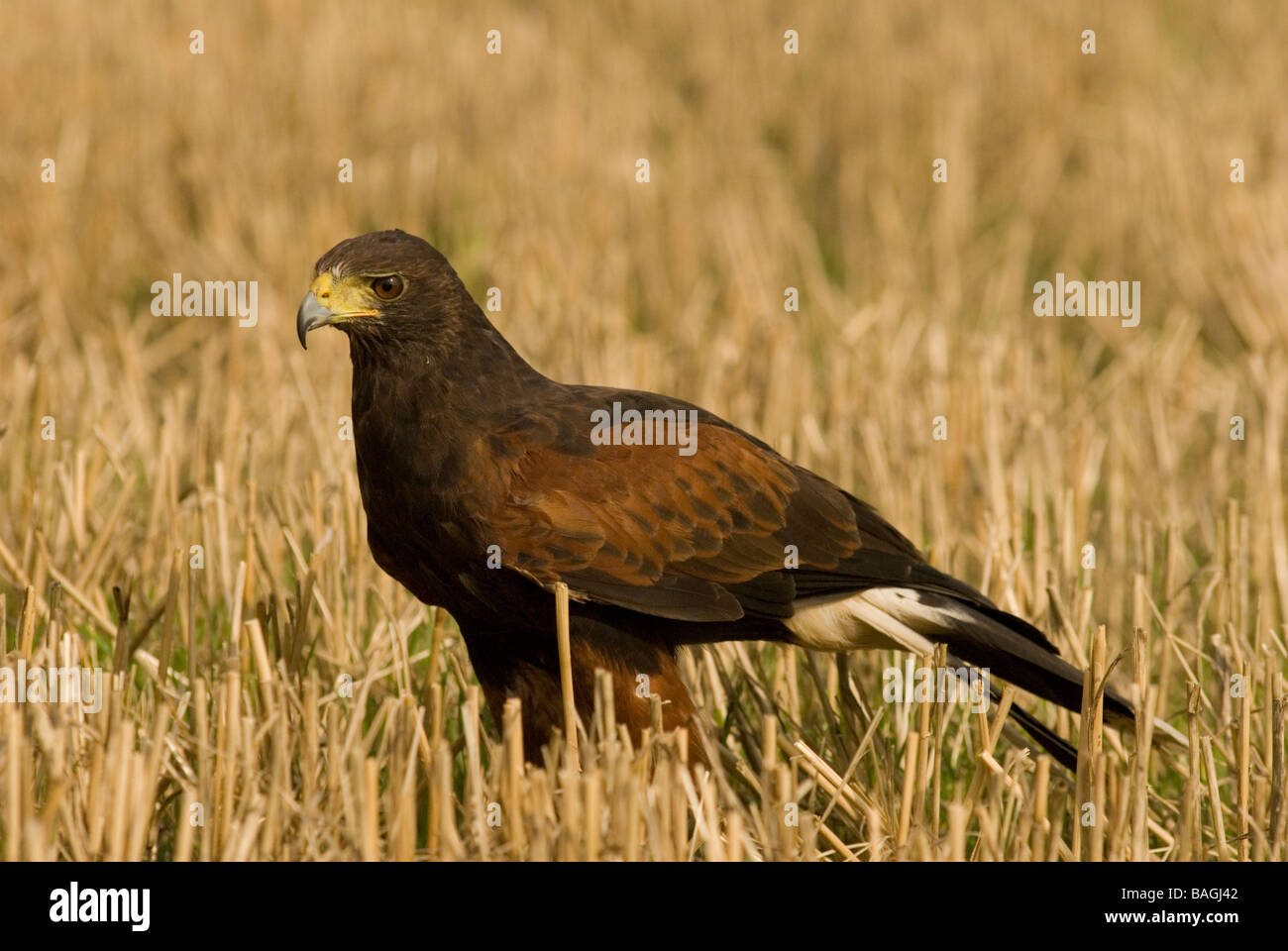Harvest hawk hi-res stock photography and images - Alamy