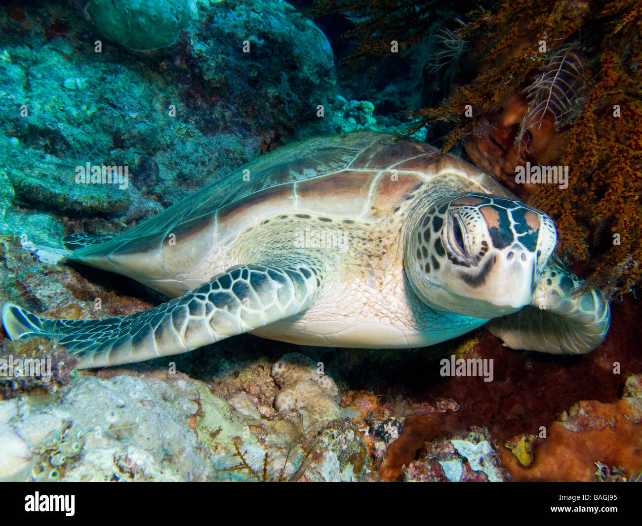 Beautiful green sea turtle resting hi-res stock photography and images ...