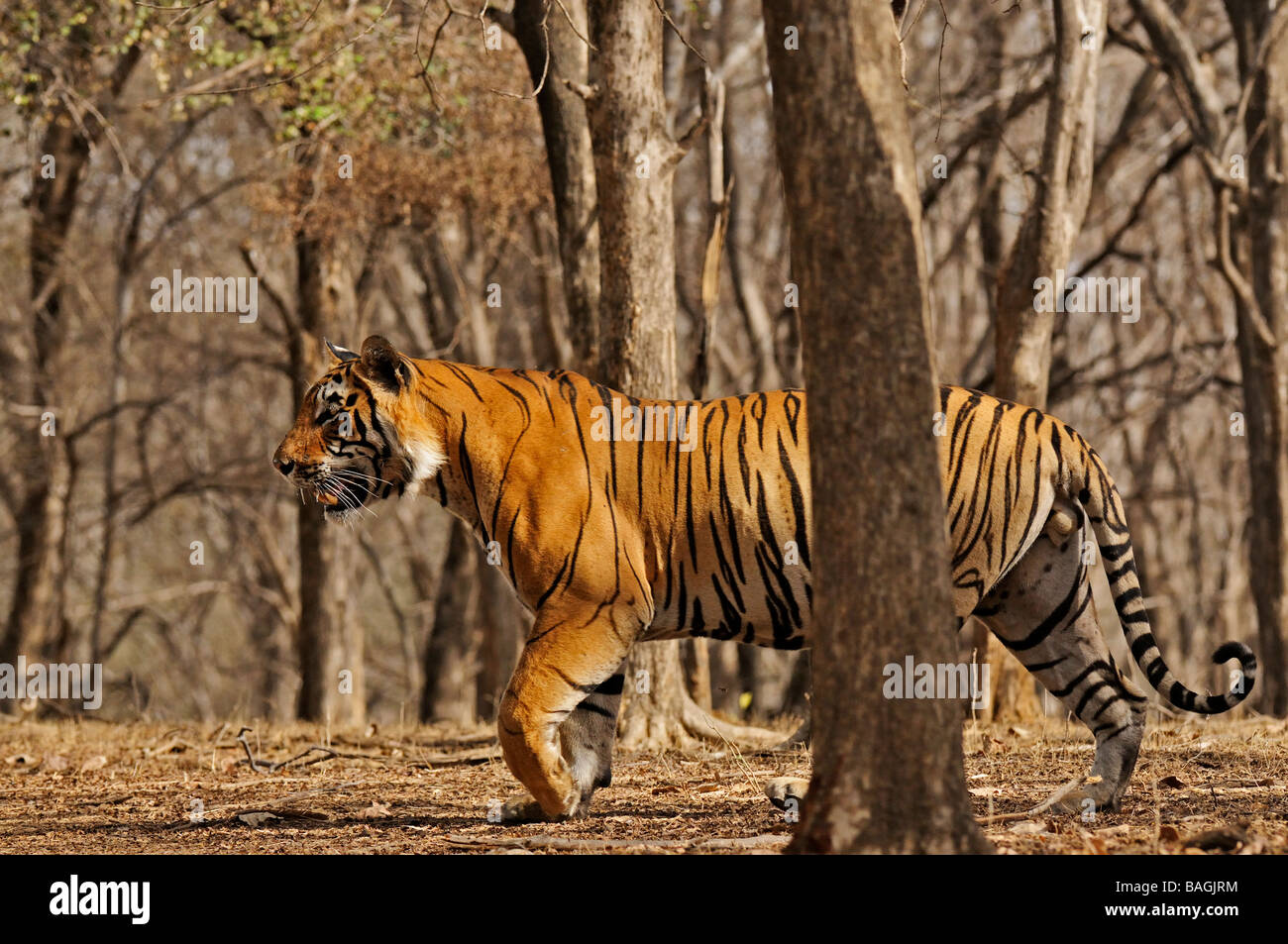 Tiger walking in grassland hi-res stock photography and images - Alamy