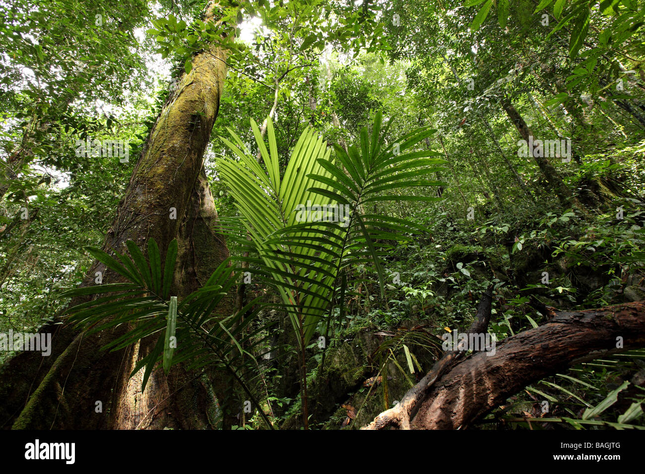 Dense vegetation in the jungle in Borneo Stock Photo: 23722960 - Alamy