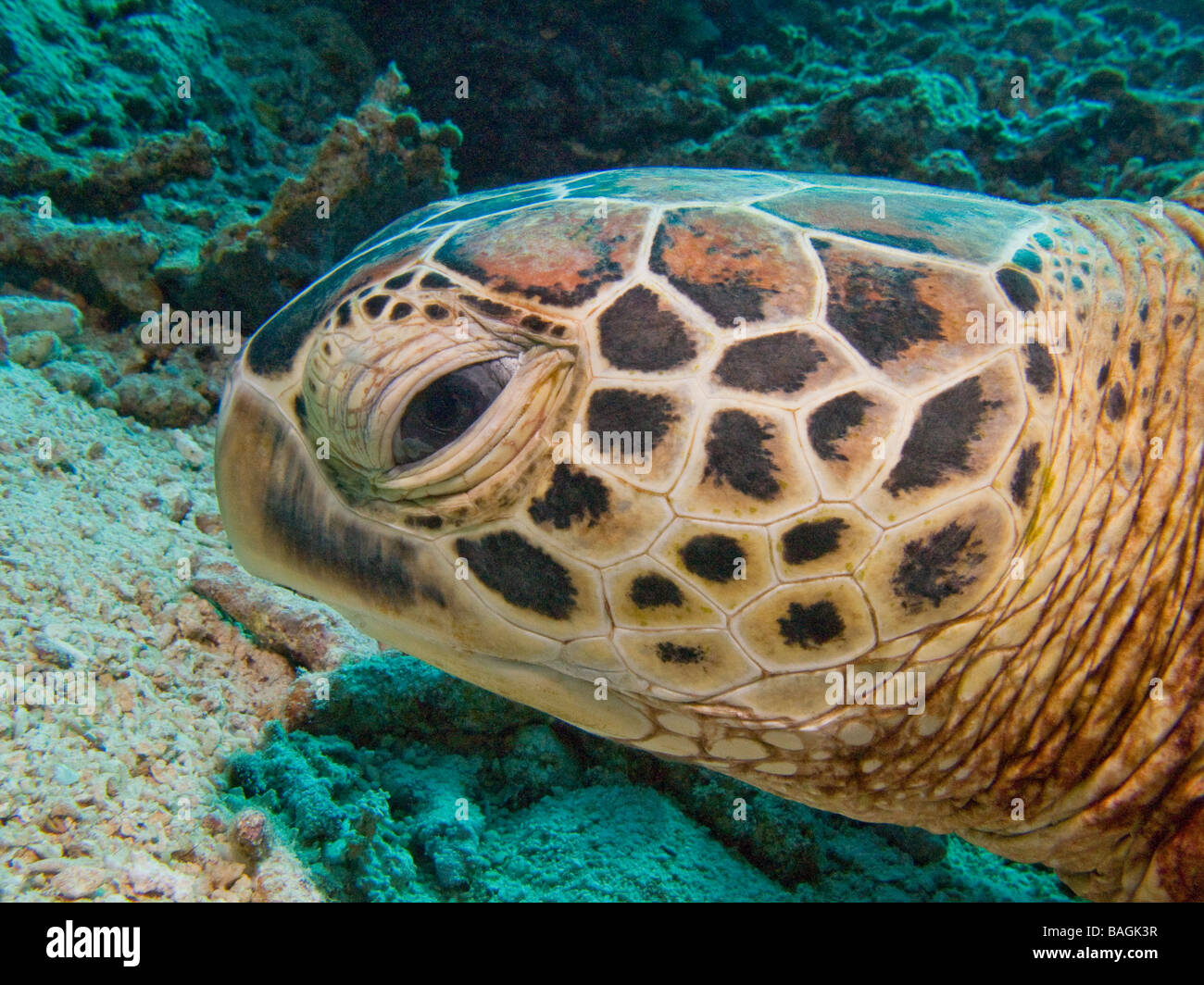 Sea Turtle Head Top View