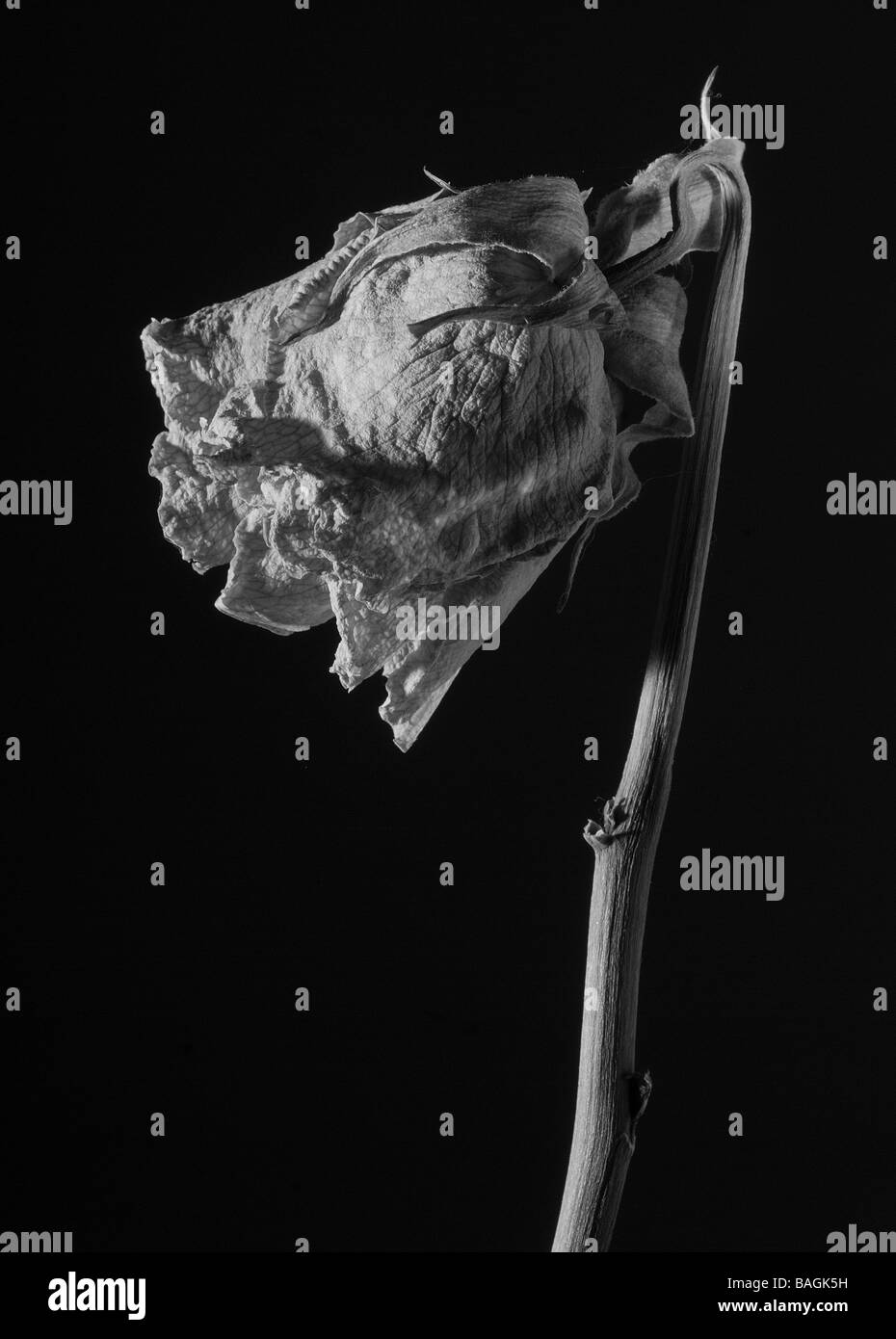 Rose in studio Black and White Stock Photos & Images - Alamy