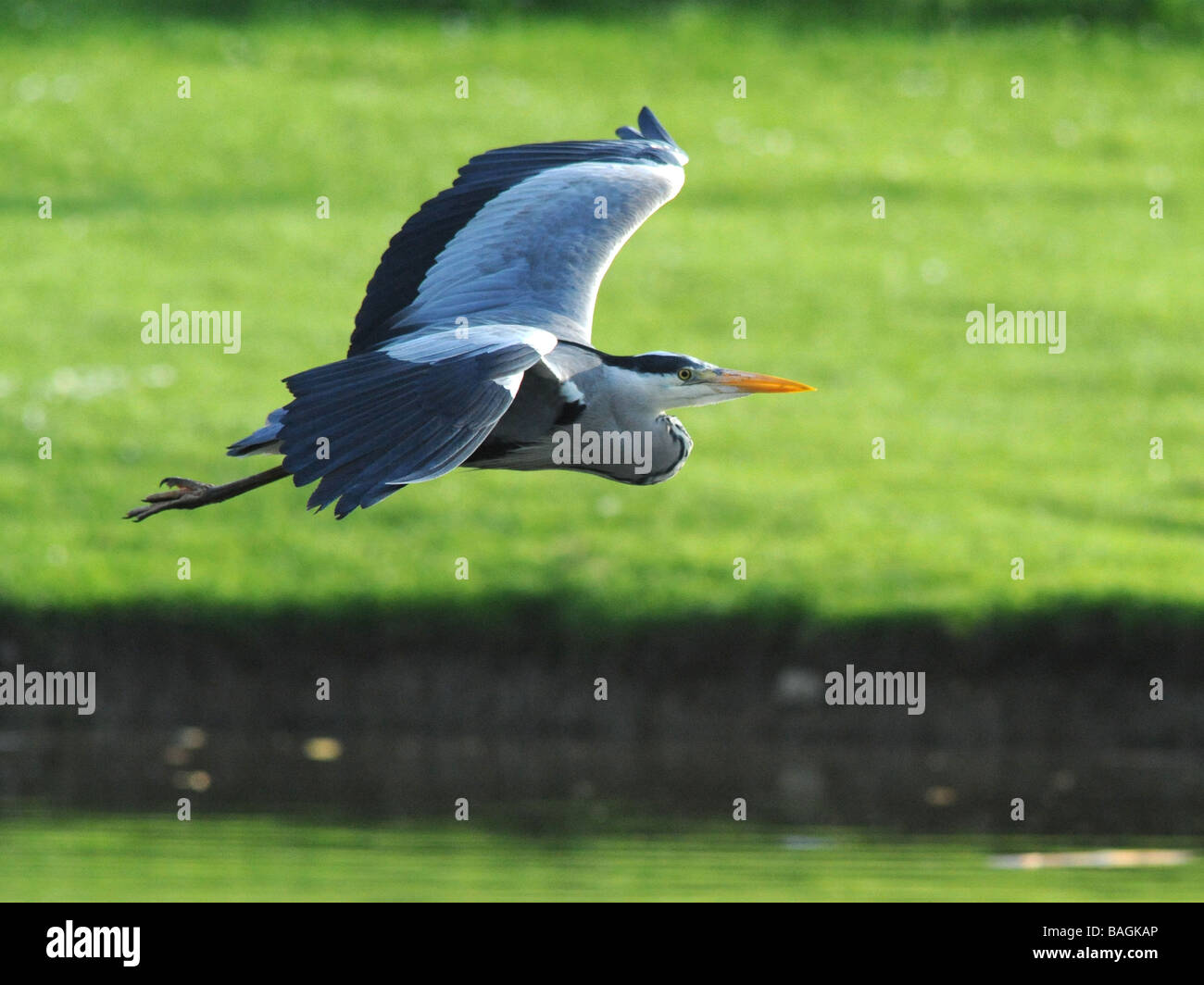 Big flying bird hi-res stock photography and images - Alamy