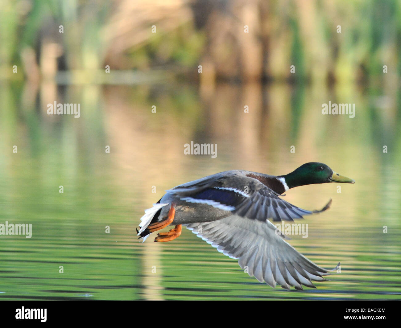 A male mallard flying above the water Stock Photo - Alamy